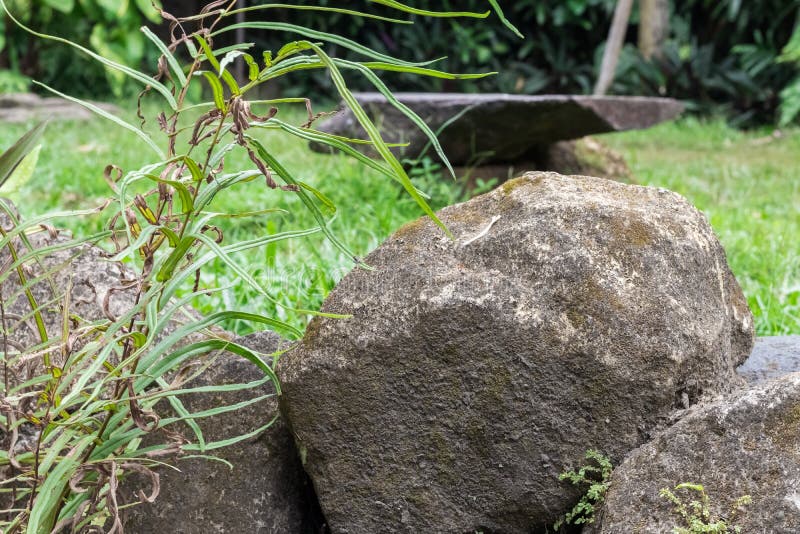 Tropical Leaves Background, Pattern, Macro Green. Bali Zoo. Stock Photo ...