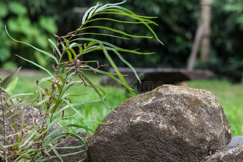 Tropical Leaves Background, Pattern, Macro Green. Bali Zoo. Stock Image ...