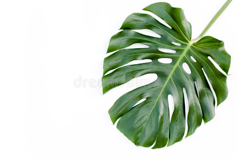 Tropical Leaves Monstera on White Background. Flat Lay, Top View Stock ...