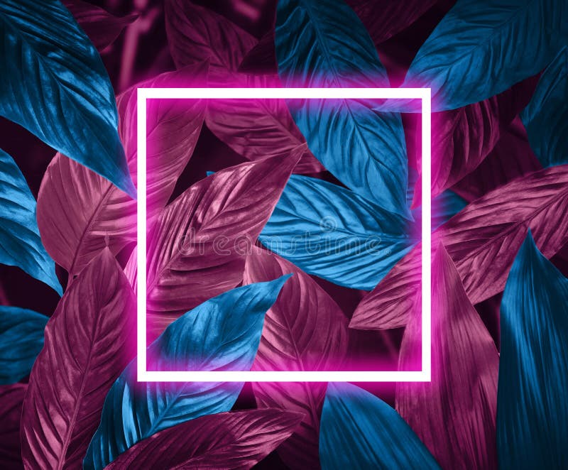 Tropical Leaves in Neon Colors and Glowing Frame on Black Background ...
