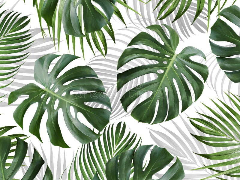 Tropical Leaves Pattern Background Design of Monstera and Yellow Palm ...