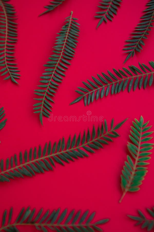 Tropical Leaves on a Red Background. Stock Photo - Image of color ...