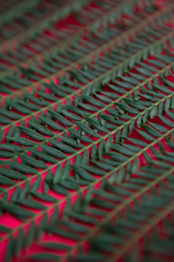 Tropical Leaves on a Red Background. Stock Image - Image of branch ...