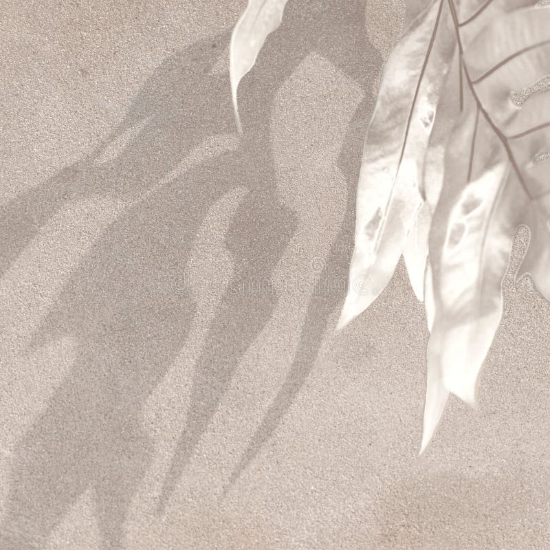 Tropical Leaves Shadow on a Wall Stock Photo - Image of leaf, botany ...