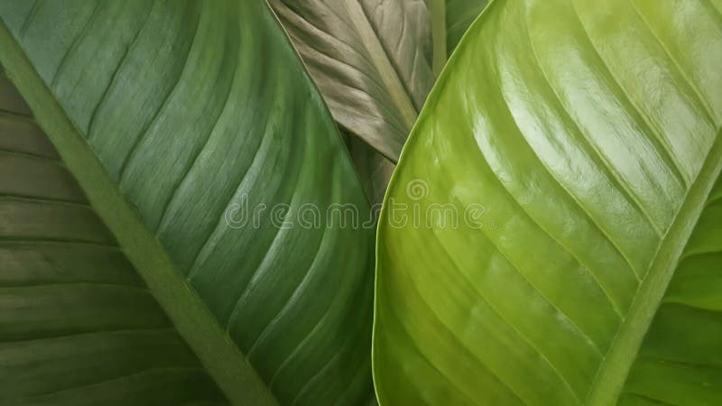 Tropical Leaves Texture. Green Leaves Wallpaper Stock Image - Image of ...