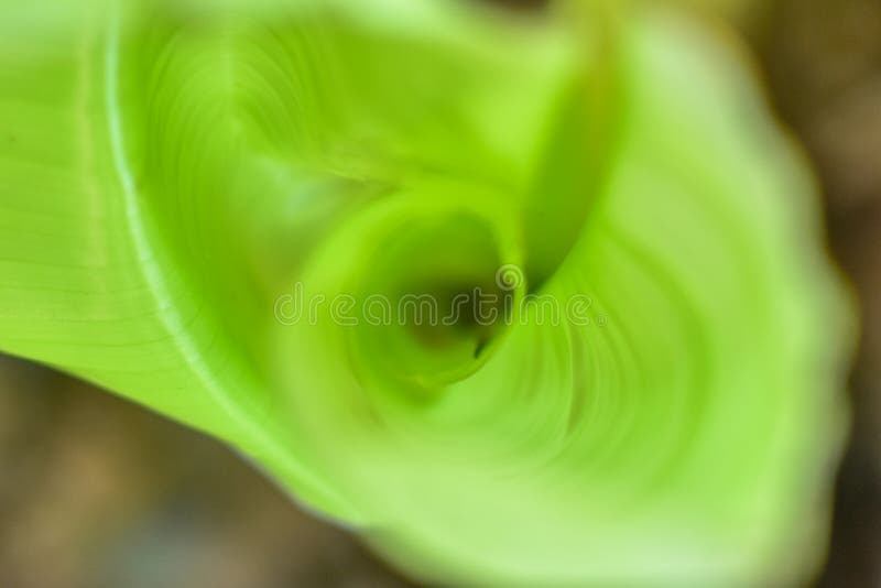 Twisted Leaf of Water Lily or Lotus Flower. Beautiful Rare Pink Flowers ...