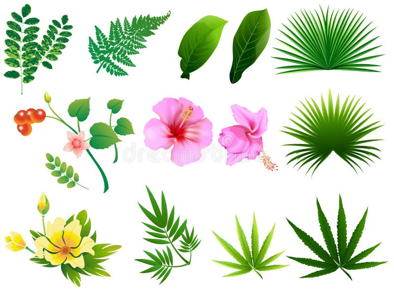 Tropical Leaves Set. Vector Clip Art Illustration with Simple Gr Stock ...