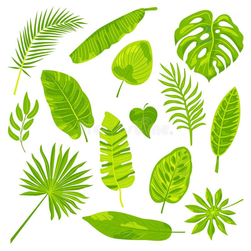 Tropical Leaves Vector Illustration Set Stock Illustration ...