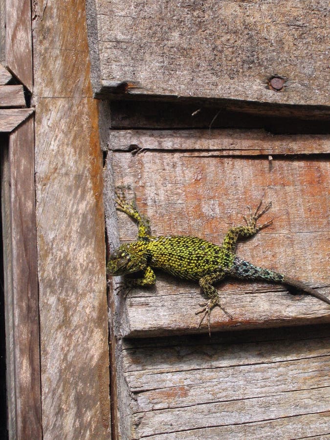 Tropical lizard stock photo. Image of forests, lovely - 66309486