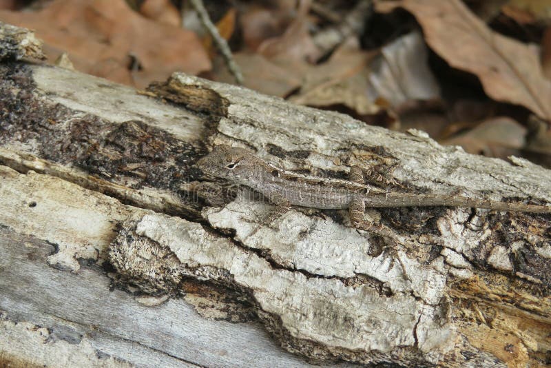 Brown Anole Lizard on the Stump, Closeup Stock Image - Image of fauna ...
