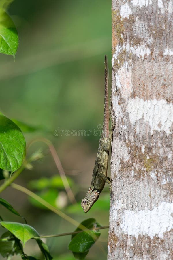 Tropical Lizard with Thorny Back Crawling Down a Tree Trunk Stock Image ...