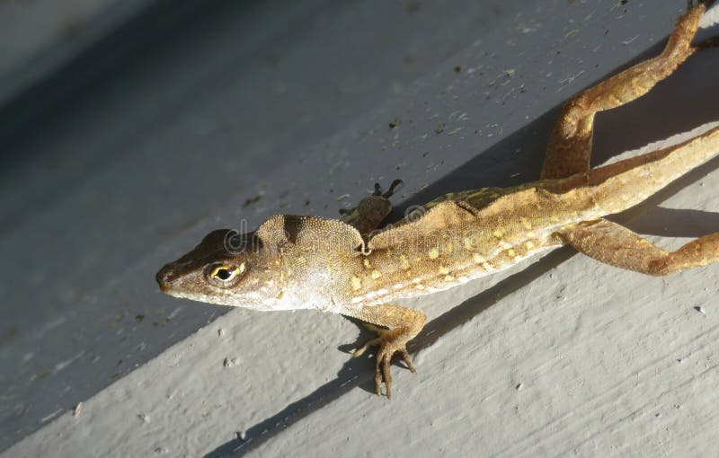 Tropical Lizard on a Tree, Closeup Stock Image - Image of flora, summer ...