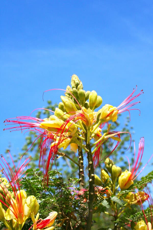 Tropical locust flower stock image. Image of bright, bloom - 14345839