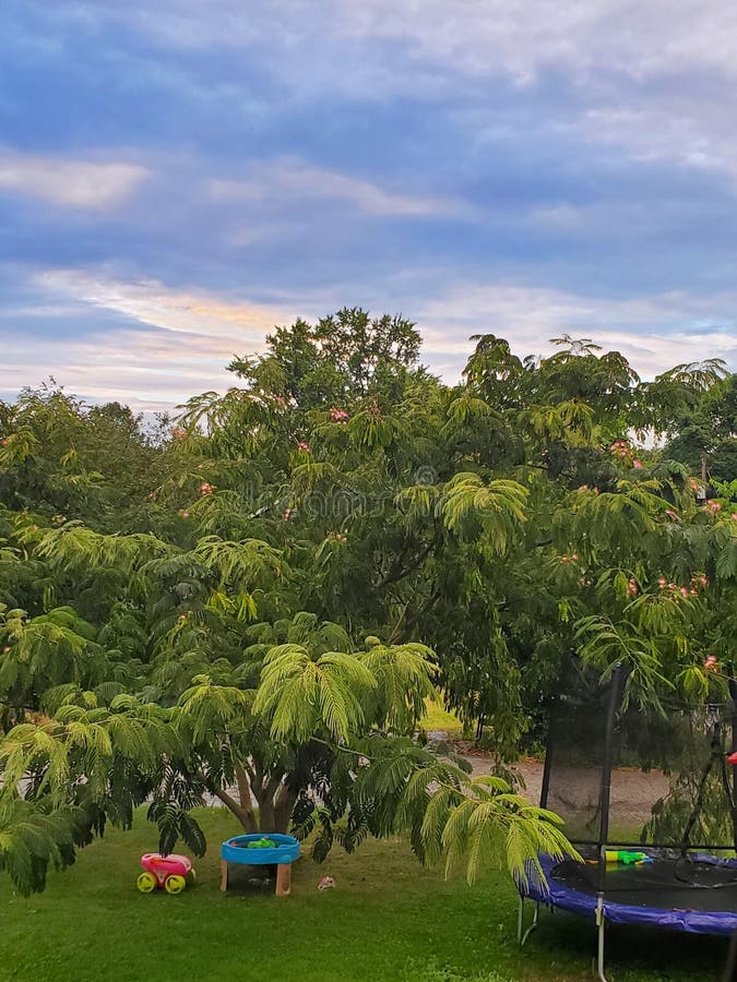 Tropical looking yard day stock image. Image of yard - 168817889