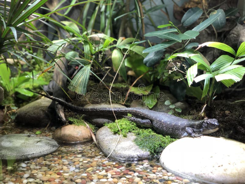 Zonosaurus Maximus Stock Photos - Free & Royalty-Free Stock Photos from ...