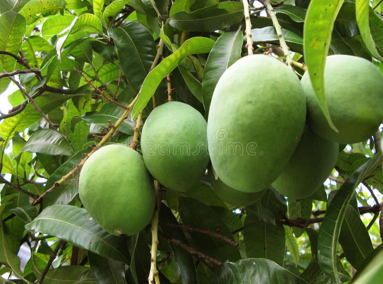 Tropical Mango Tree stock photo. Image of vegetarian - 116982404