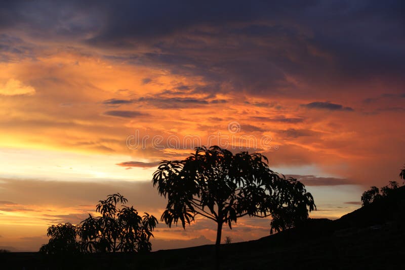 Tropical Mango Tree on Sunset Sky Nature Background Stock Image - Image ...