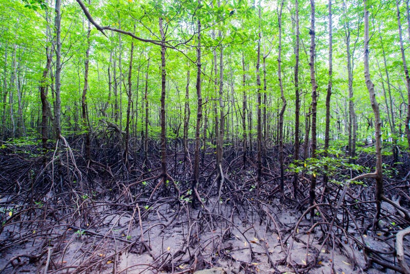 Tropical Mangrove Forest at Coast. Stock Image - Image of nicobar ...