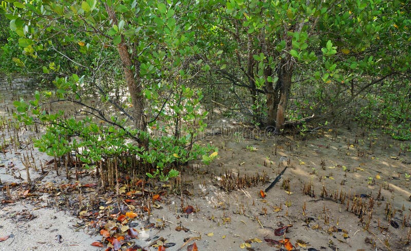 Tropical Mangrove Trees Complex Root System Stock Photo - Image of ...