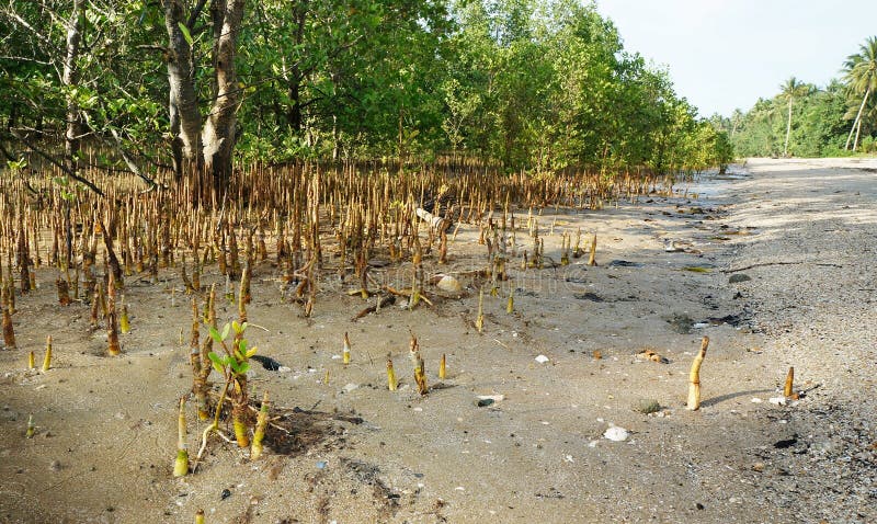 Tropical Mangrove Trees Complex Root System Stock Photo - Image of salt ...