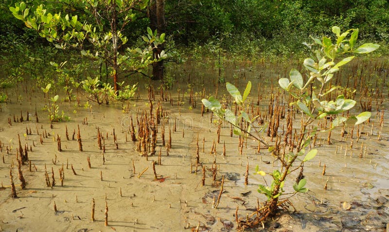 Tropical Mangrove Trees Complex Root System Stock Photo - Image of ...
