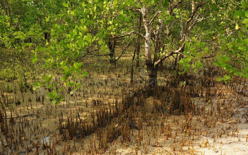 Tropical Mangrove Trees Complex Root System Stock Photo - Image of ...