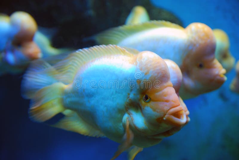 Tropical marine fish stock photo. Image of swimming, lots - 6167390
