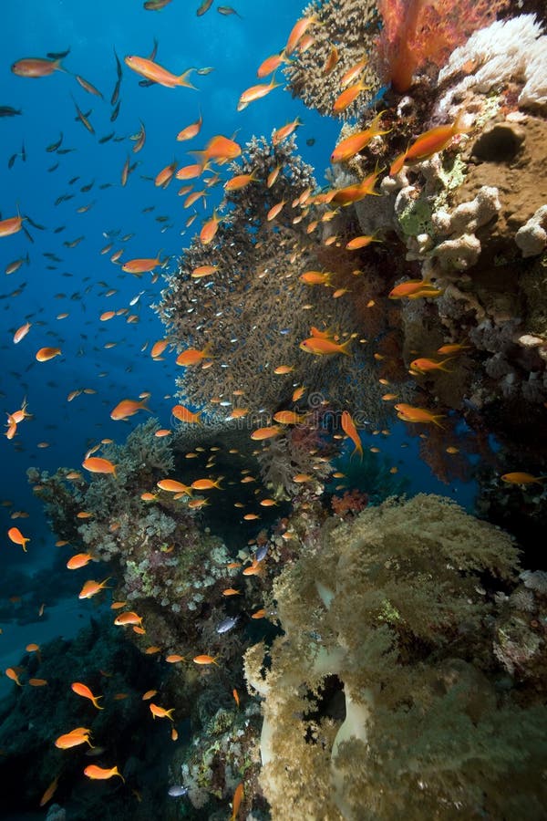 Tropical Marine Life in the Red Sea. Stock Image - Image of light ...