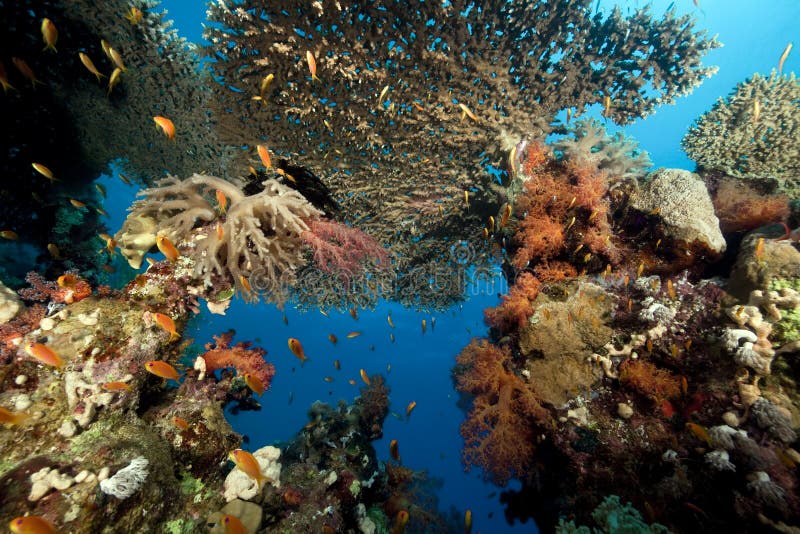 Tropical Marine Life in the Red Sea. Stock Photo - Image of exotic ...