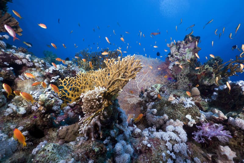 Tropical Marine Life In The Red Sea. Stock Photo - Image: 17535340