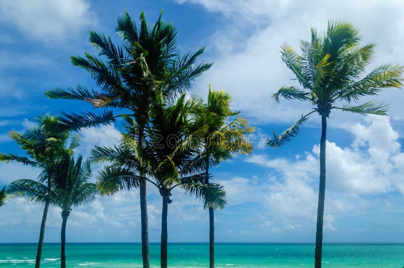 Tropical Miami Beach Palms stock image. Image of coastline - 111807955