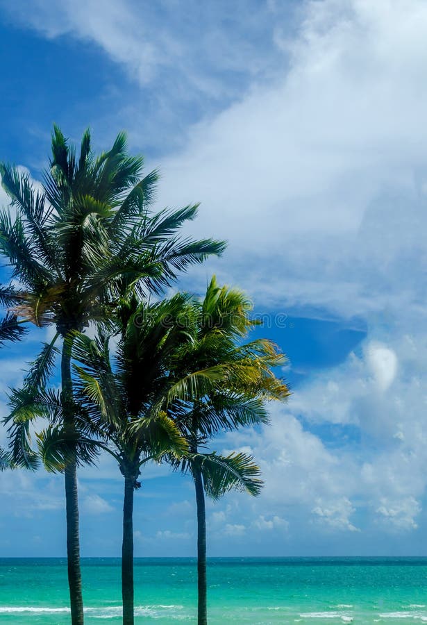 Tropical Miami Beach Palms stock image. Image of palm - 111807983