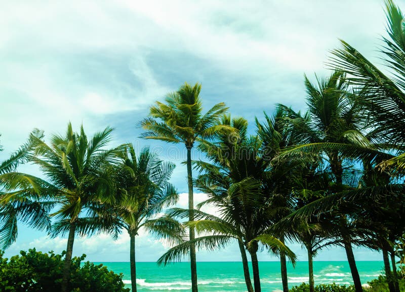Tropical Miami Beach Palms stock image. Image of palms - 111885443