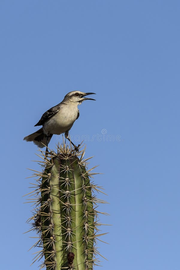 Tropical Mockingbird stock image. Image of tropical - 158941745