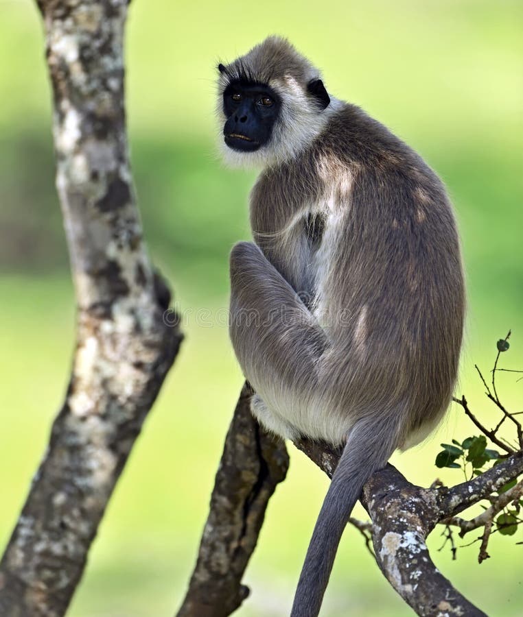 Tropical Monkey Sri Lanka stock photo. Image of mammals - 62564190