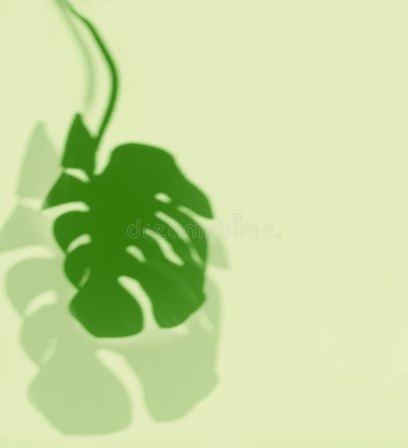 Leaves Shadow Overlay on Transparent Background, Light of Branches Palm ...