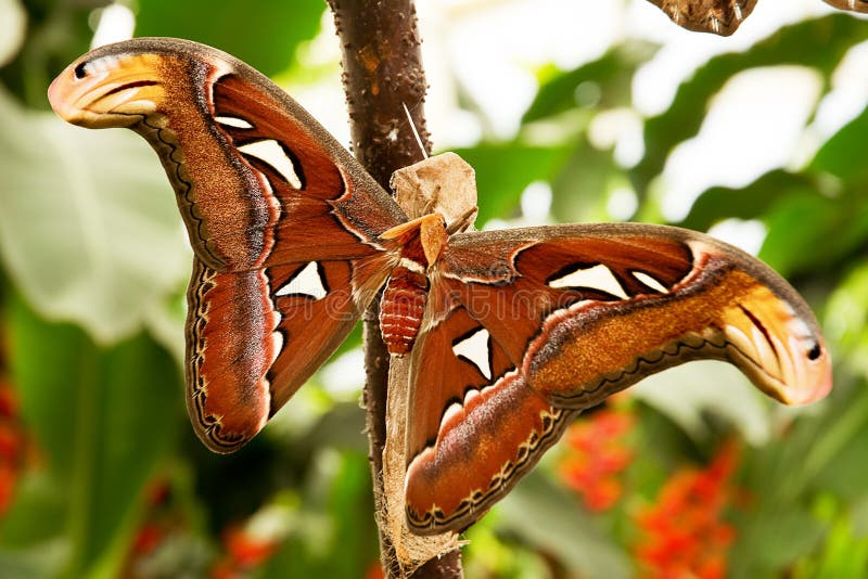 Tropical Moth: Attacus Atla Stock Image - Image of lepidoptera ...