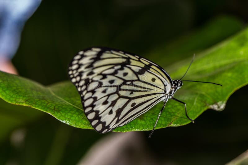 Tropical Moth White Tree Nymph Stock Image - Image of flutter, insects ...
