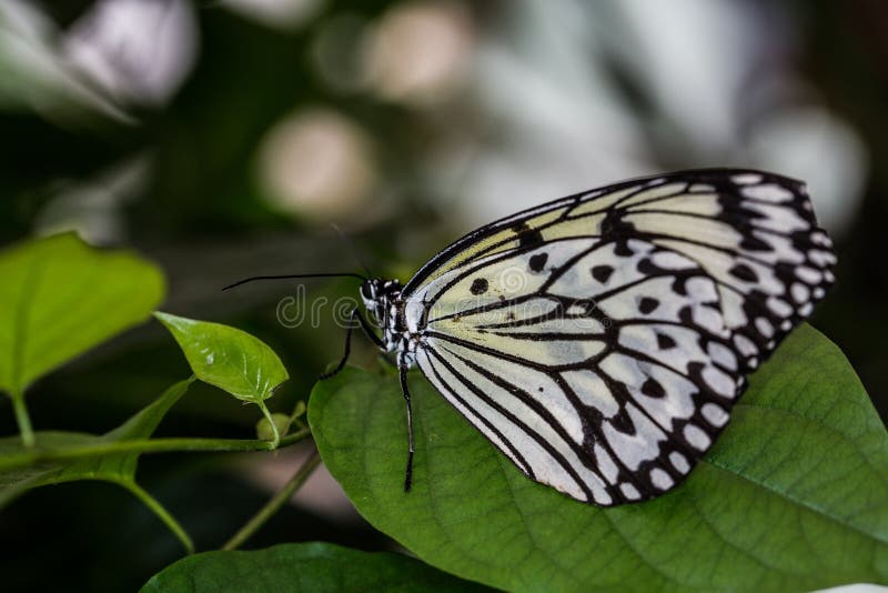 Tropical Moth White Tree Nymph Stock Photo - Image of nature, butterfly ...