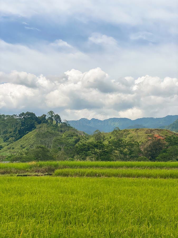 Plantation Fields with Banana Farm in the Philipines. Stock Photo ...