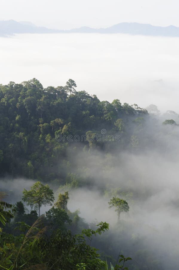 Tropical Mountain Mist in Rain-forest Thailand. Stock Image - Image of ...