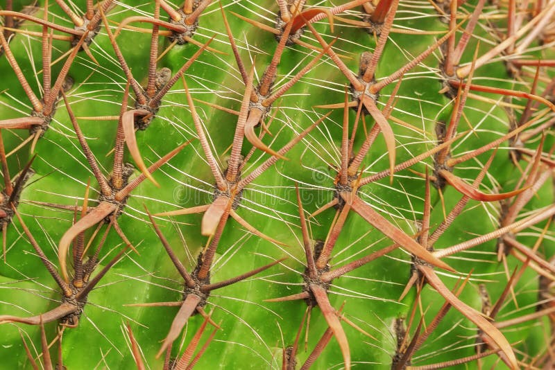 Tropical Natural Green Cactus Texture. Abstract Natural Pattern Texture ...