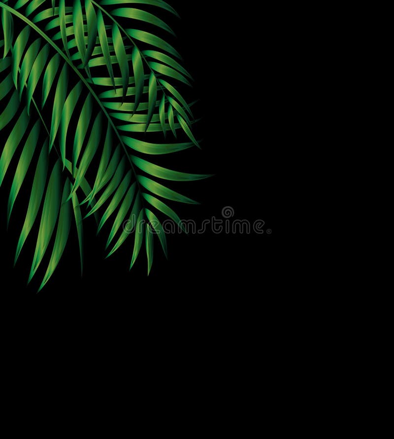 Tropical Natural Green Palm Background. Vector Illustration Stock ...