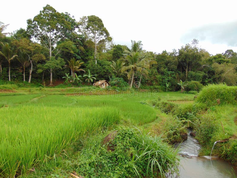 Tropical stock image. Image of indonesia, wonderful, tropical - 93207159