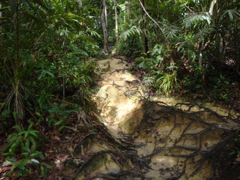 Intertwined Tree Roots on Jungle Trail. Stock Photo - Image of exotic ...