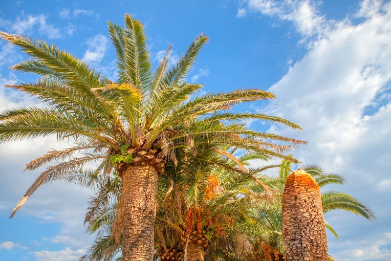 Exotic palm tree stock photo. Image of natural, paradise - 154682250