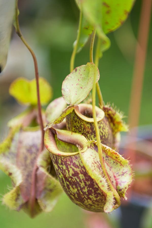 Tropical nepenthes plant stock image. Image of leaf, tropical - 56108255