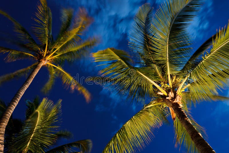 Tropical Night Sky stock photo. Image of exotic, horizon - 22746414