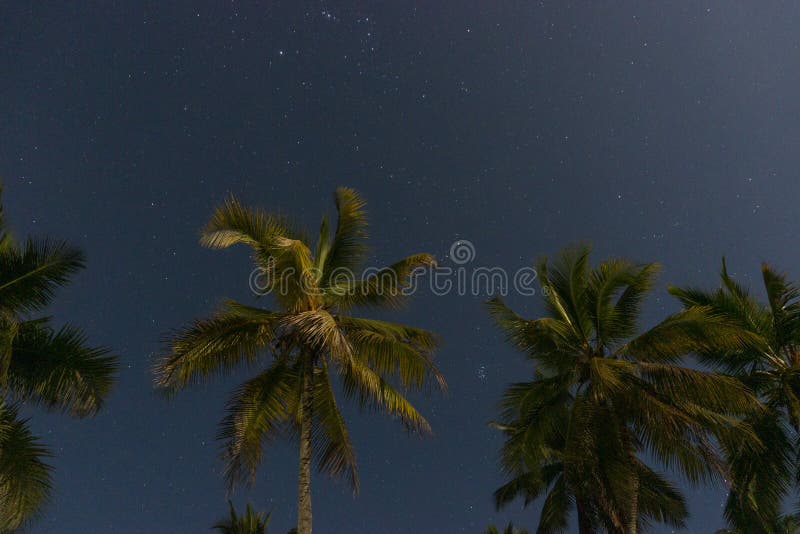 Tropical Night Sky, Palm Trees Bottom View Stock Photo - Image of ocean ...