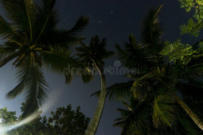 Tropical Night Sky, Palm Trees Bottom View Stock Image - Image of dark ...